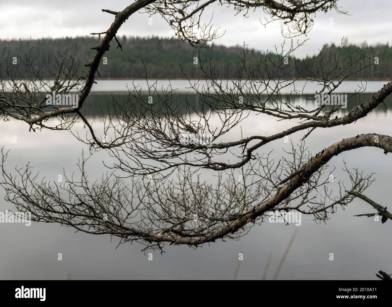 abstract silhouettes of old dead tree branches, branch texture ...