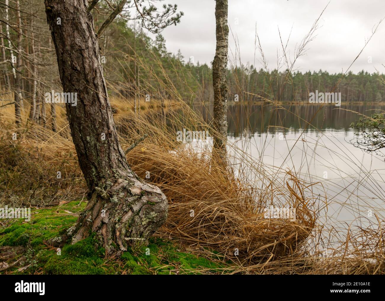 lake shore, swampy forest background, bog pines and birches, land ...