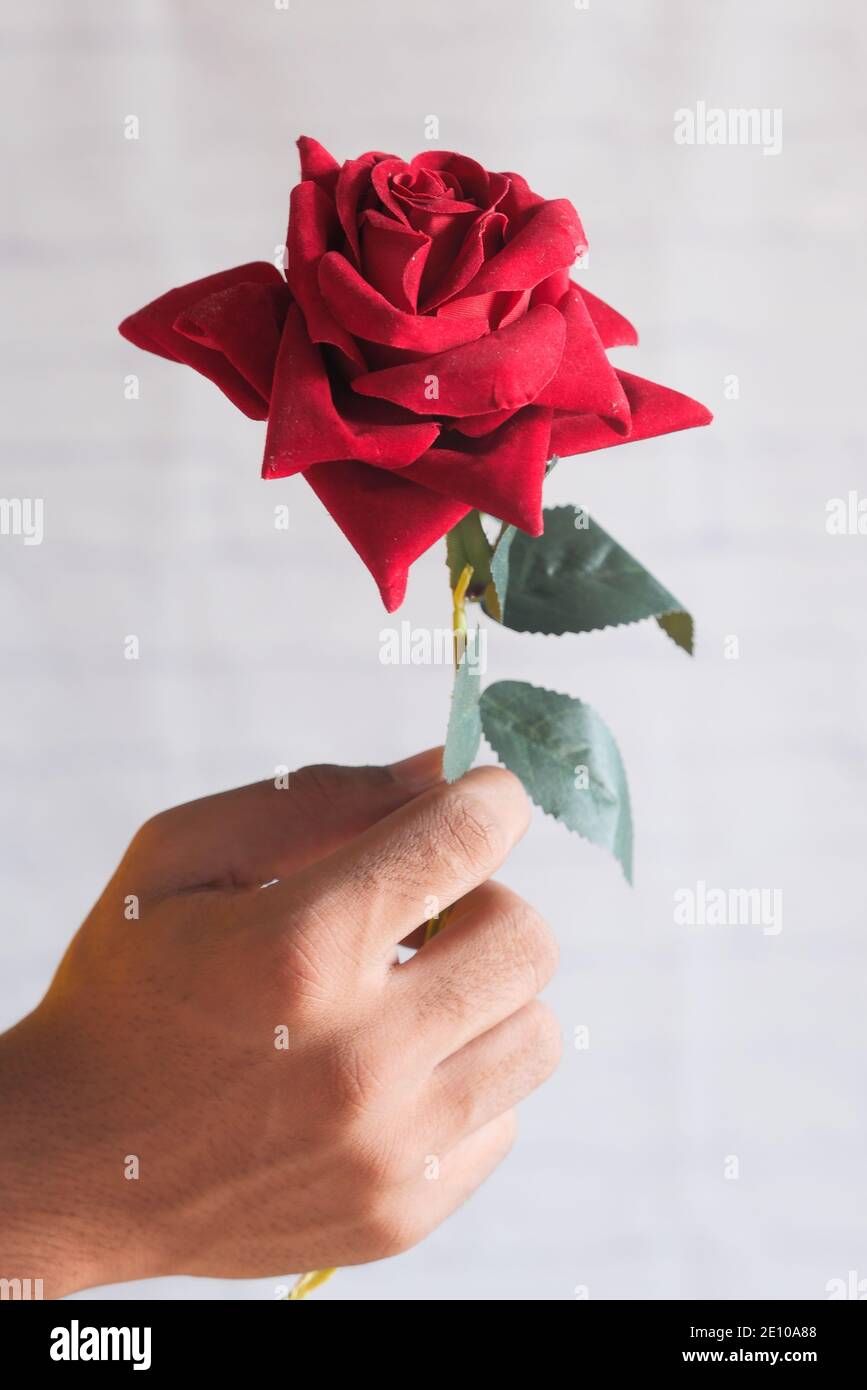 unrecognized man hand holding rose flower on white background Stock ...