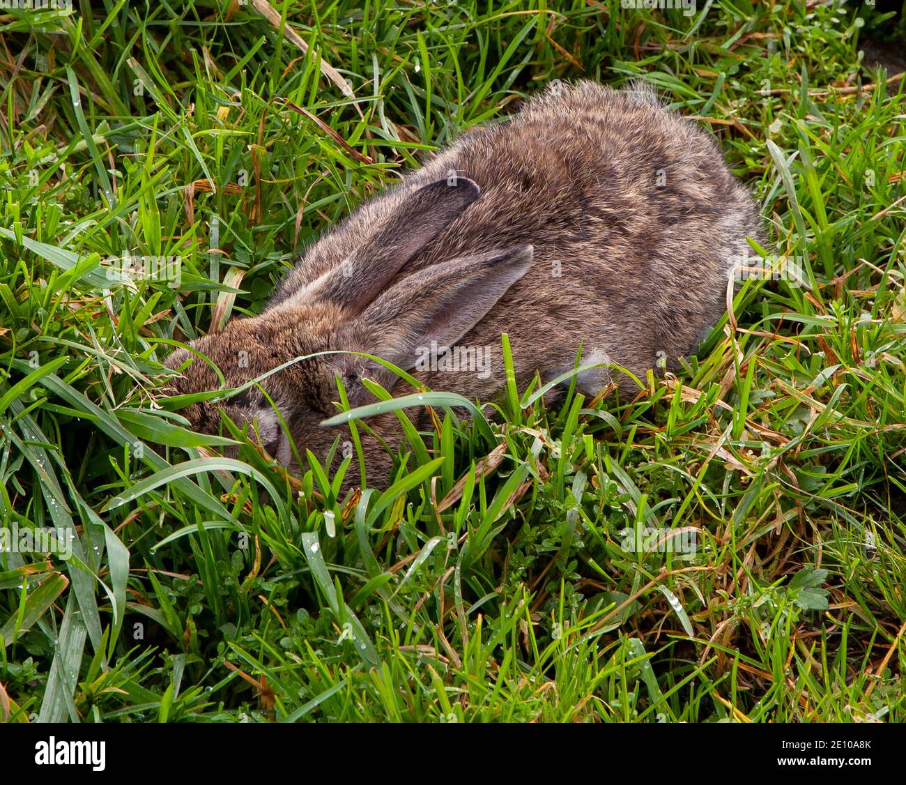 Rabbit hiding behind a blade of grass in Swaledale, Yorkshire Stock ...