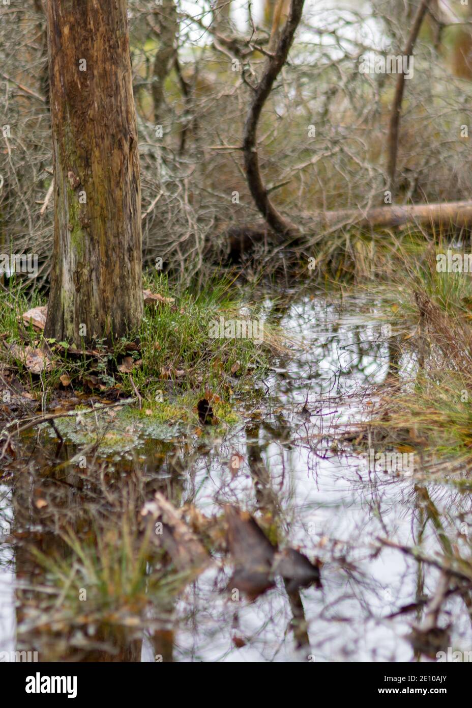 various old and rotten trees and tree branches on the shore of a swampy ...