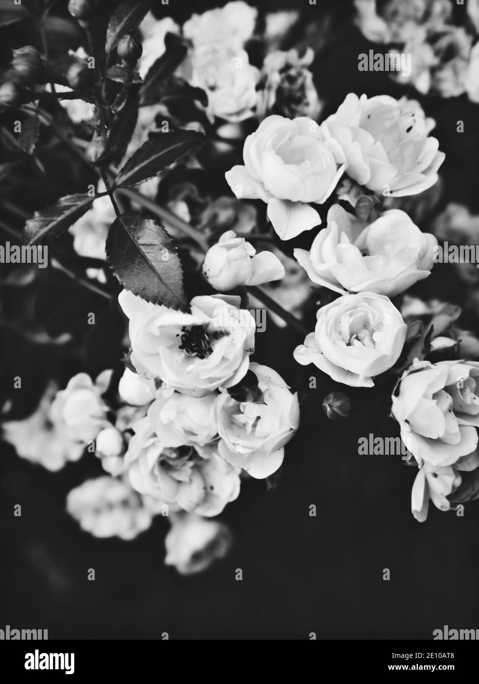 Town of flowers Black and White Stock Photos & Images - Alamy