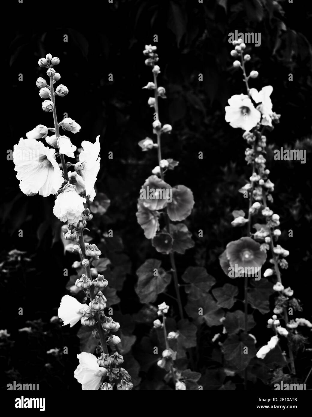 Multiple flowers on branch hi-res stock photography and images - Alamy