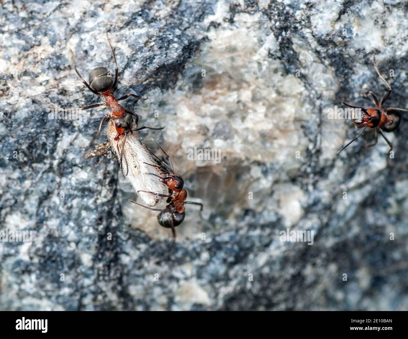 ants working together in ant hill macro photo, Photo: Bo Arrhed Stock ...
