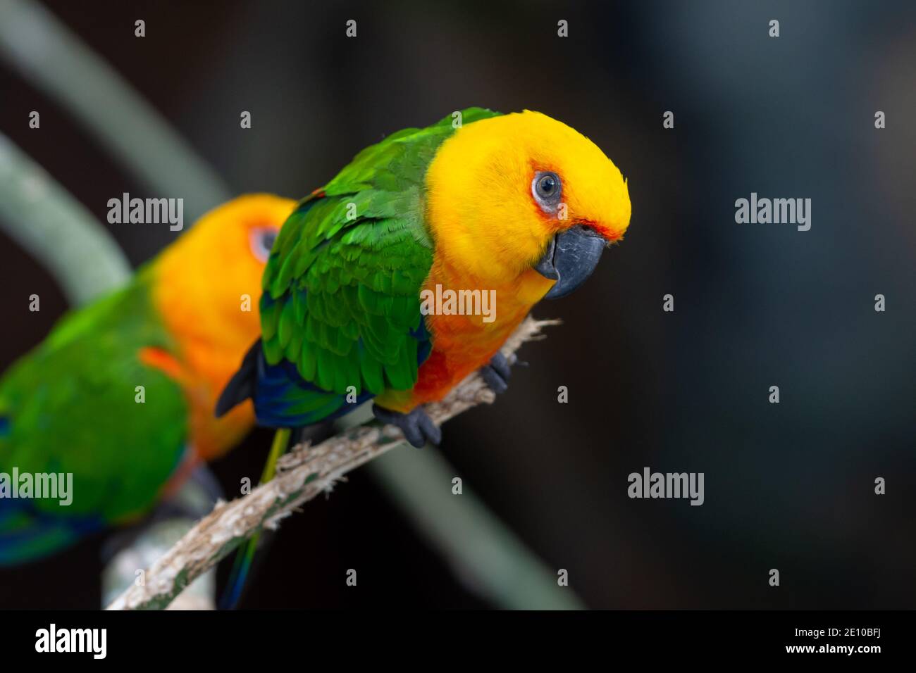 Sun conure known parakeet hi-res stock photography and images - Alamy