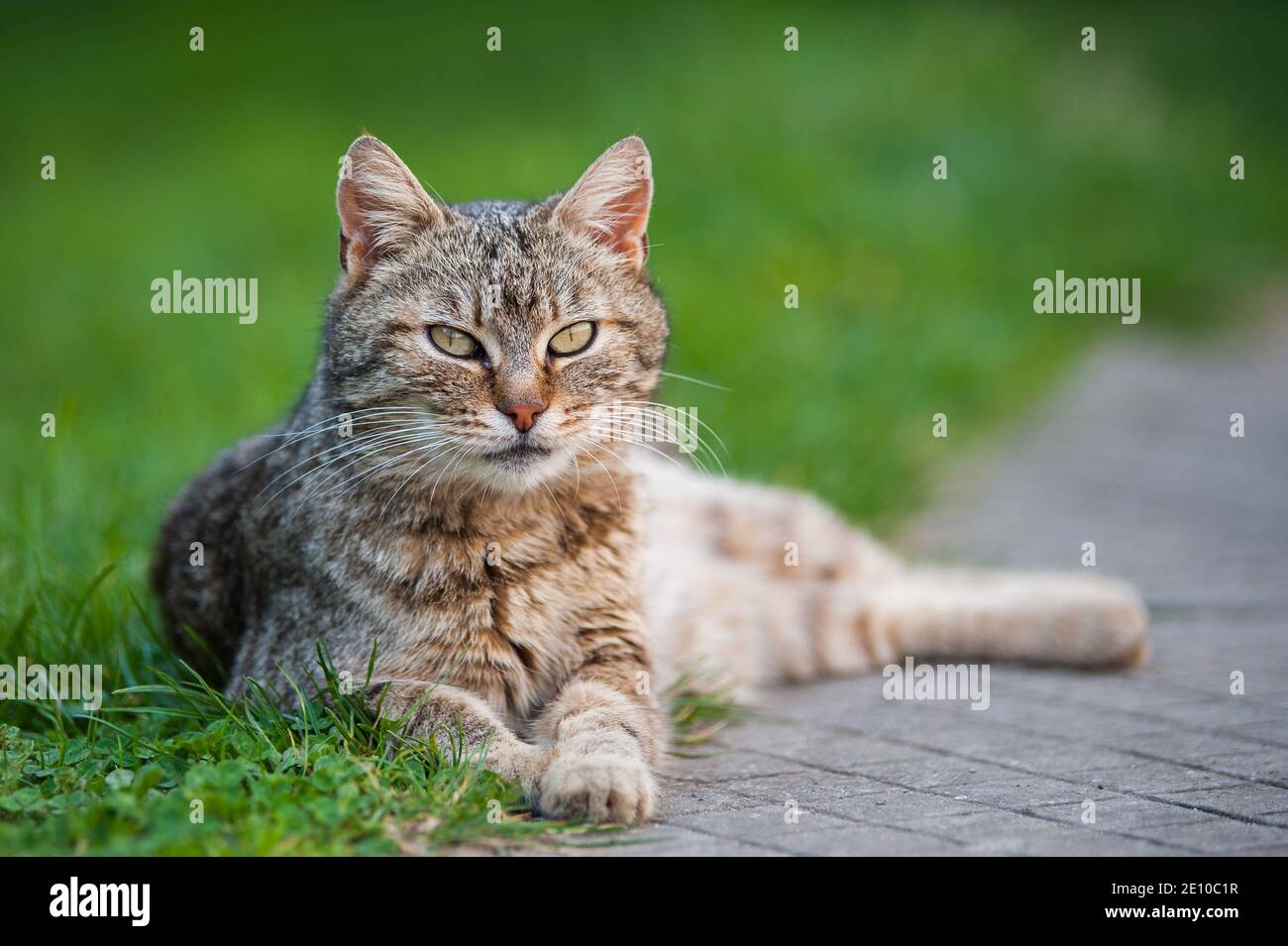 Tabby cat in the garden Stock Photo - Alamy
