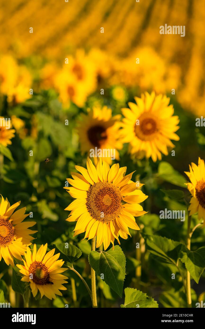 sunflowers field in full sun in Provence, yellow background Stock Photo ...
