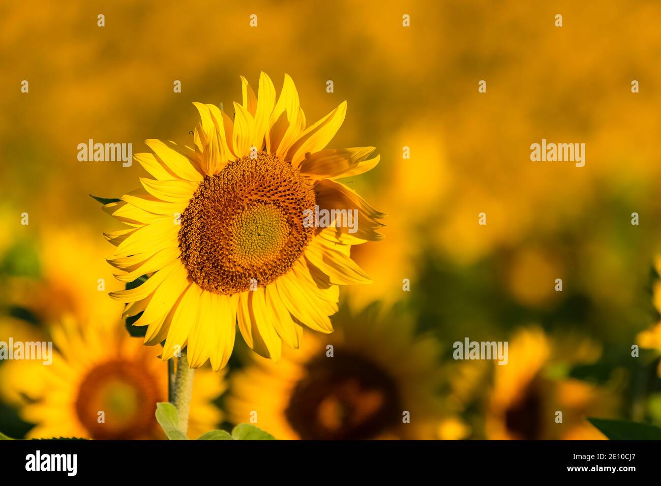 sunflowers field in full sun in Provence, yellow background Stock Photo ...
