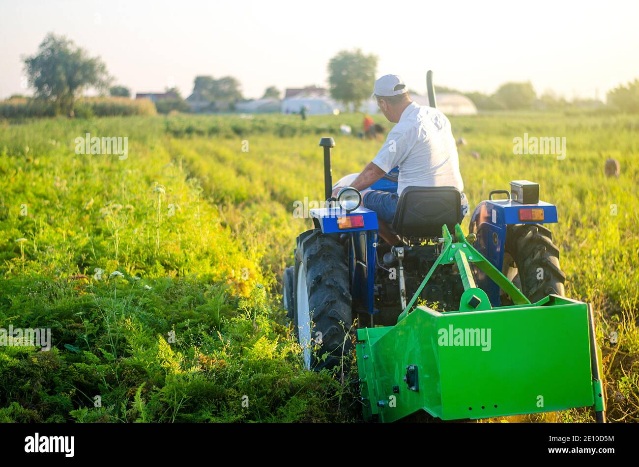A farmer is driving a tractor across a potato and carrot farm field ...