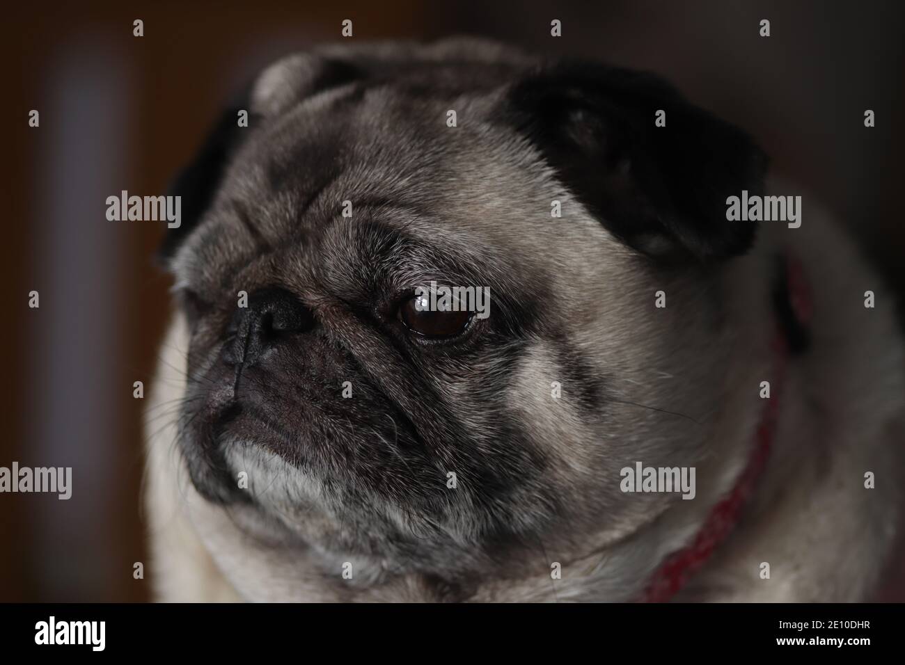 Loving pug hi-res stock photography and images - Alamy