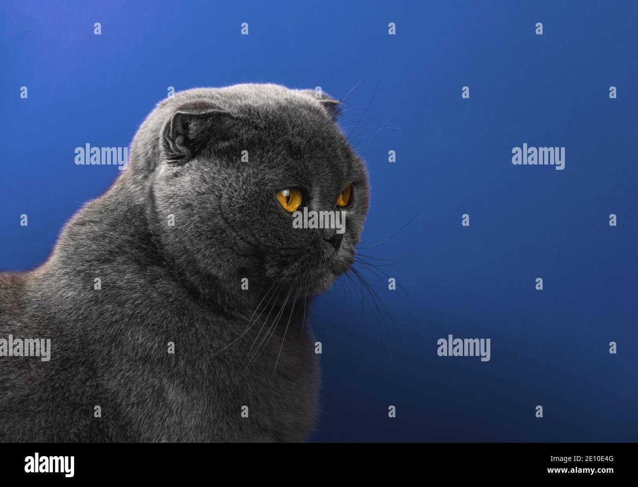 Three-quarters portrait of scottish fold cat on a blue isolated ...