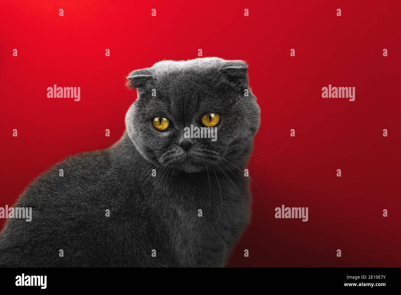 Adorable blue scottish fold cat portrait on a red isolated background ...