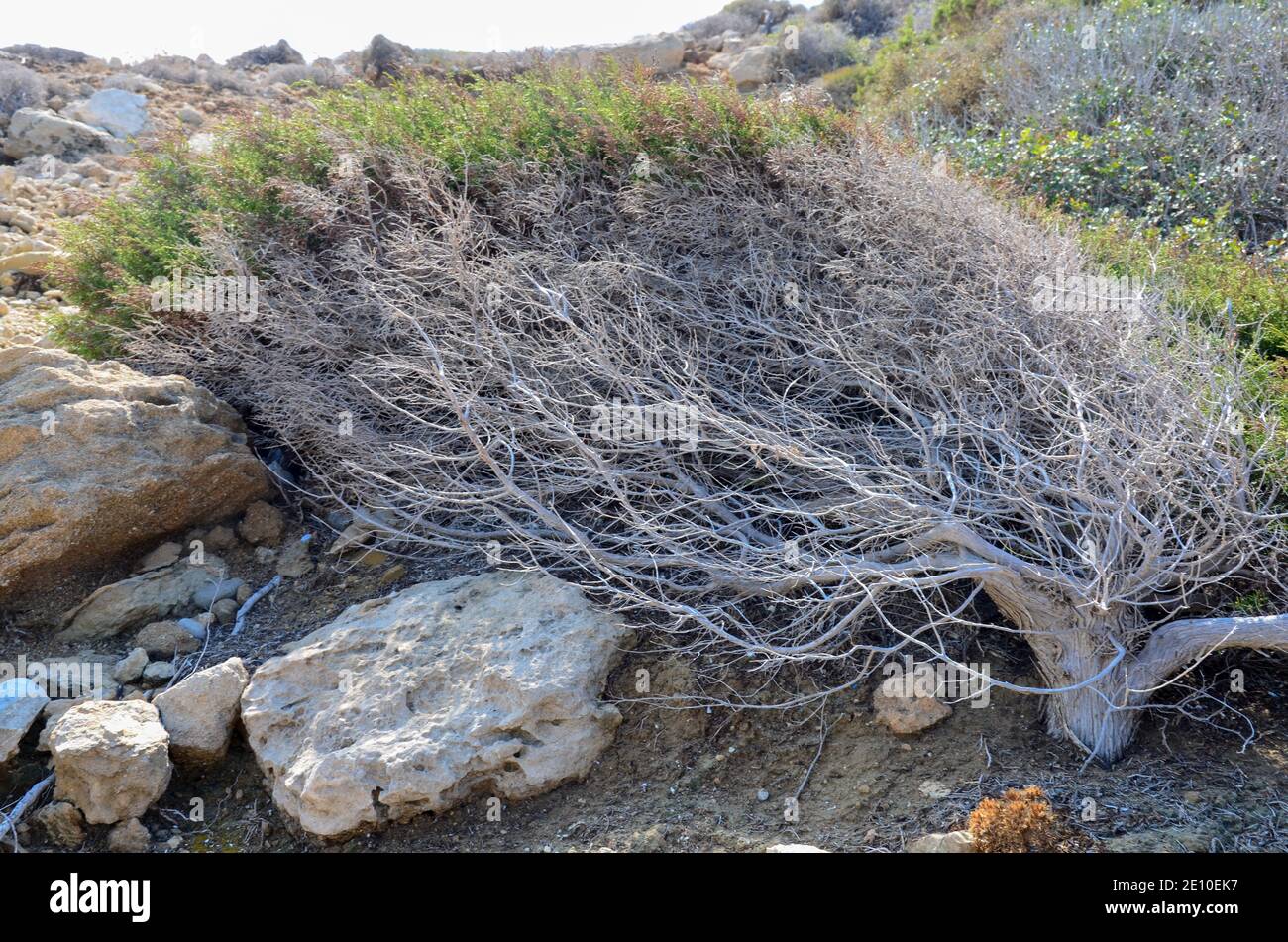 Semi-dry bush on the seashore in northern Cyprus Stock Photo - Alamy