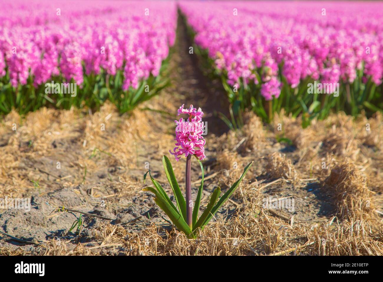 The flower industry in the Netherlands. Blooming fragrant fields of ...