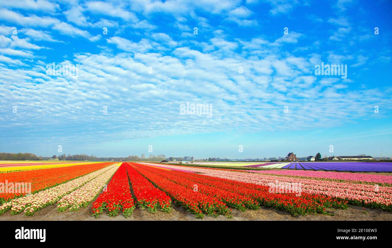 Tulip field. Spring in the Netherlands, the famous Dutch tulip fields ...