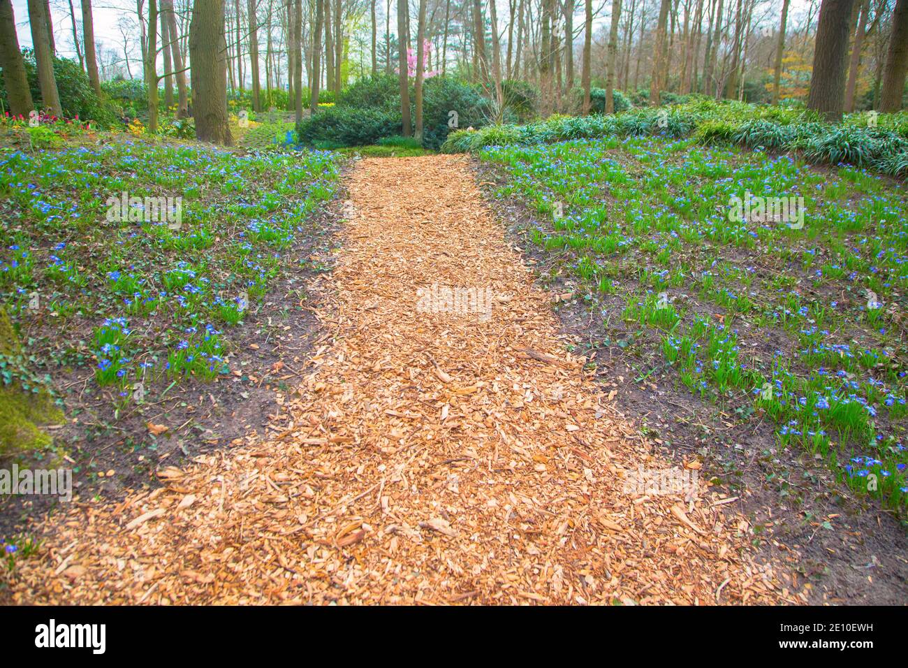 A path in the forest with blue spring flowers on the roadside Stock ...