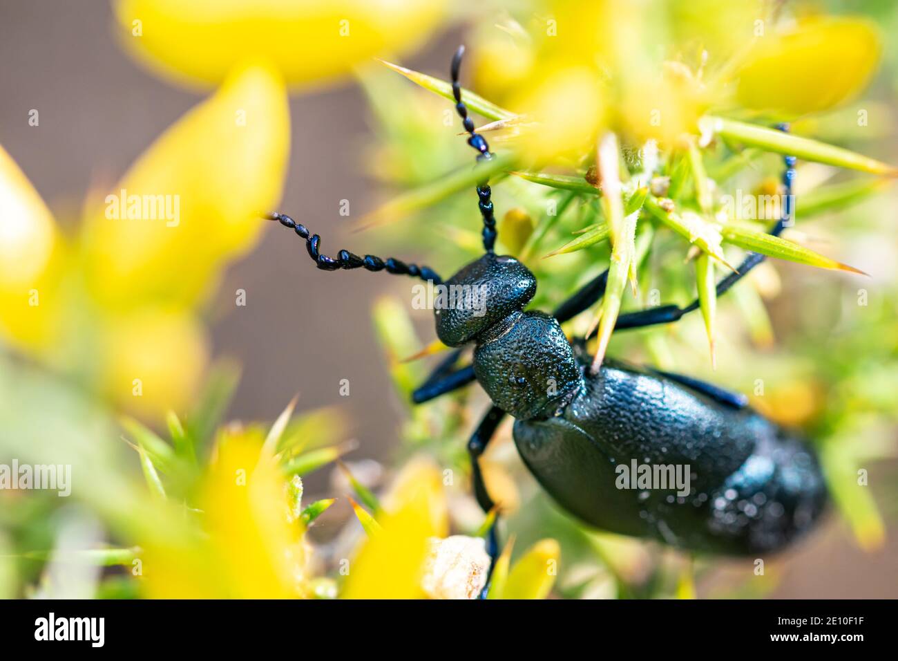 Black oil beetle hi-res stock photography and images - Alamy