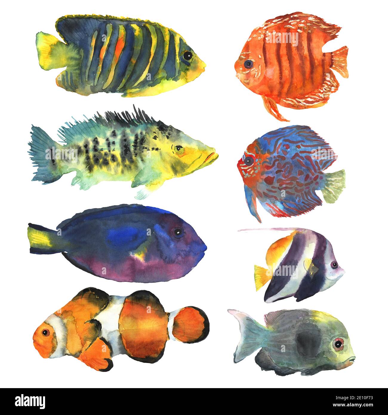 Coral website Cut Out Stock Images & Pictures - Alamy