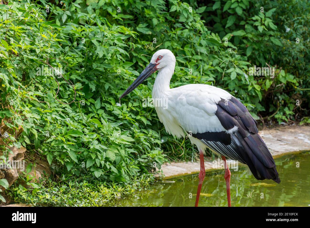 A white storks standing on a pond in wetland nature reserve Stock Photo ...