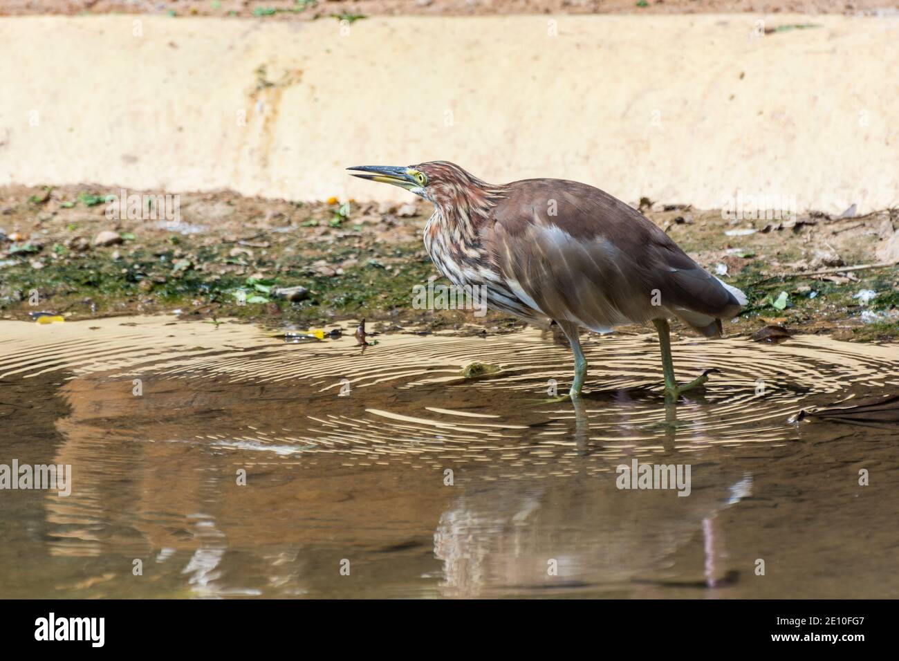 The Chinese pond heron (Ardeola bacchus) is an East Asian freshwater ...