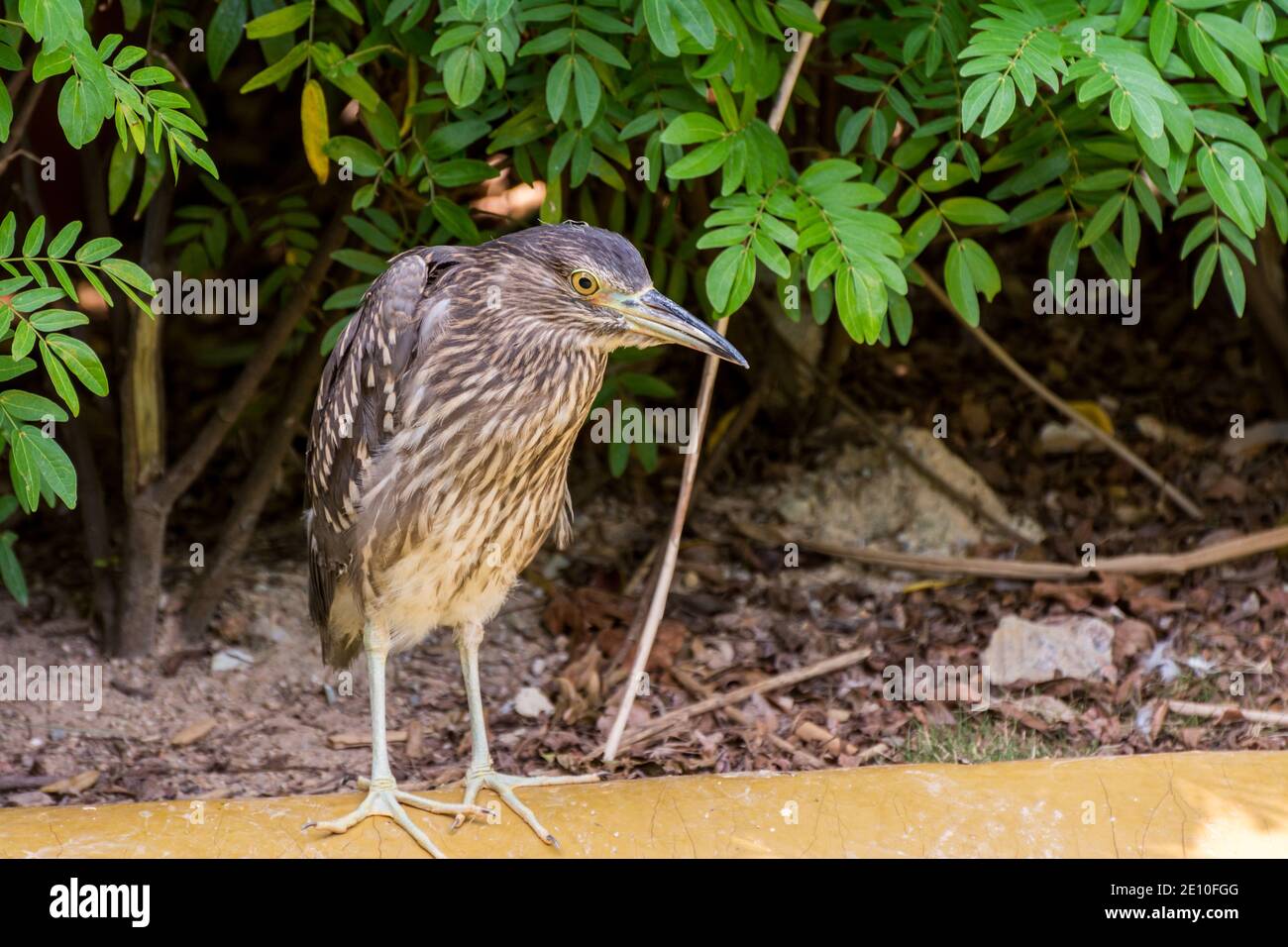 The Chinese pond heron (Ardeola bacchus) is an East Asian freshwater ...