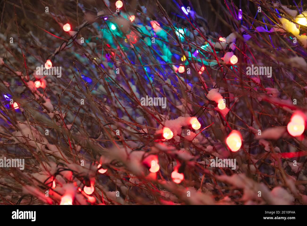 multicolored garland on the tree. .Natural snow background. Concept ...