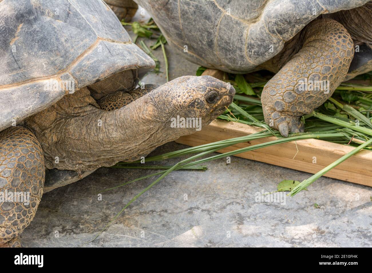 Galápagos tortoise eating elephant grass hi-res stock photography and ...