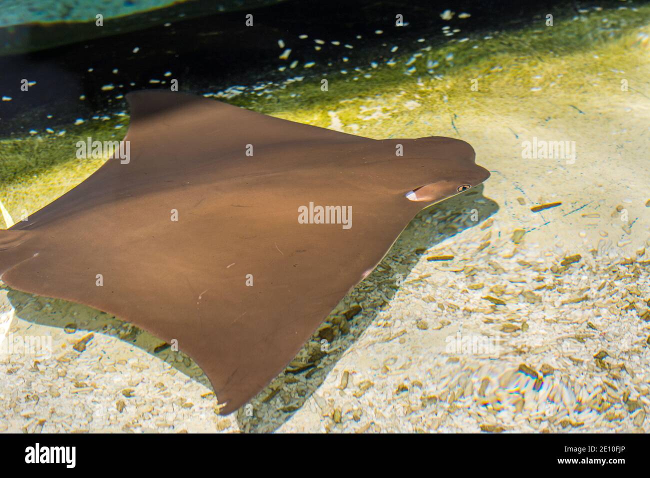 Brown ray fish swimming freely in a aquarium Stock Photo - Alamy