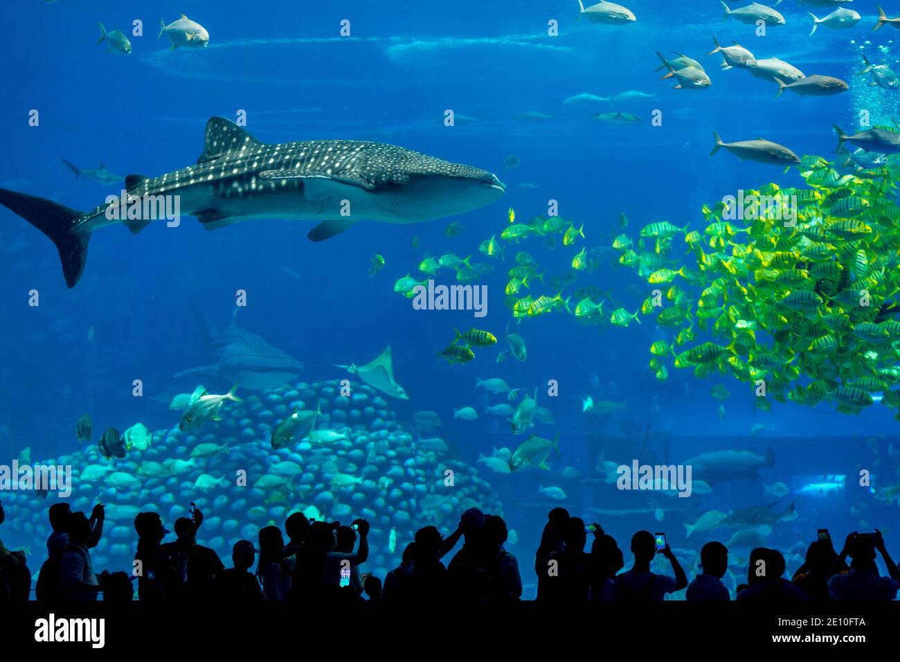 Silhouettes of people looking at fish in huge blue Aquarium, Fish tank ...