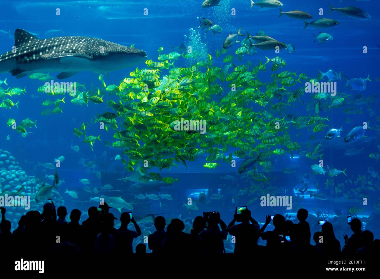 Chimelong aquarium hi-res stock photography and images - Alamy