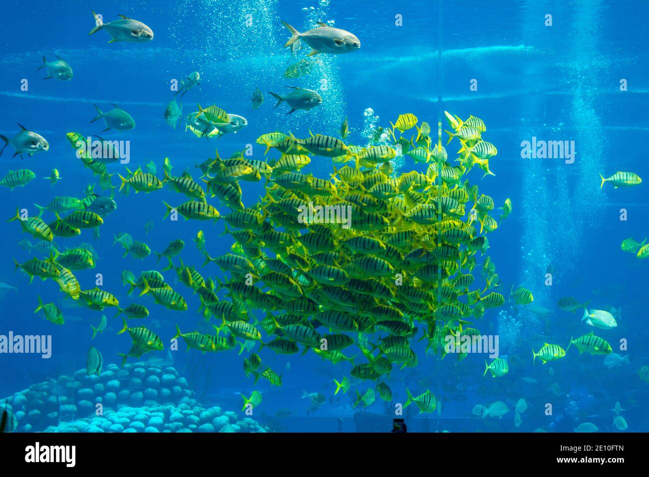 Tropical shoals of fish in a blue aquarium at Chimelong Ocean Kingdom ...