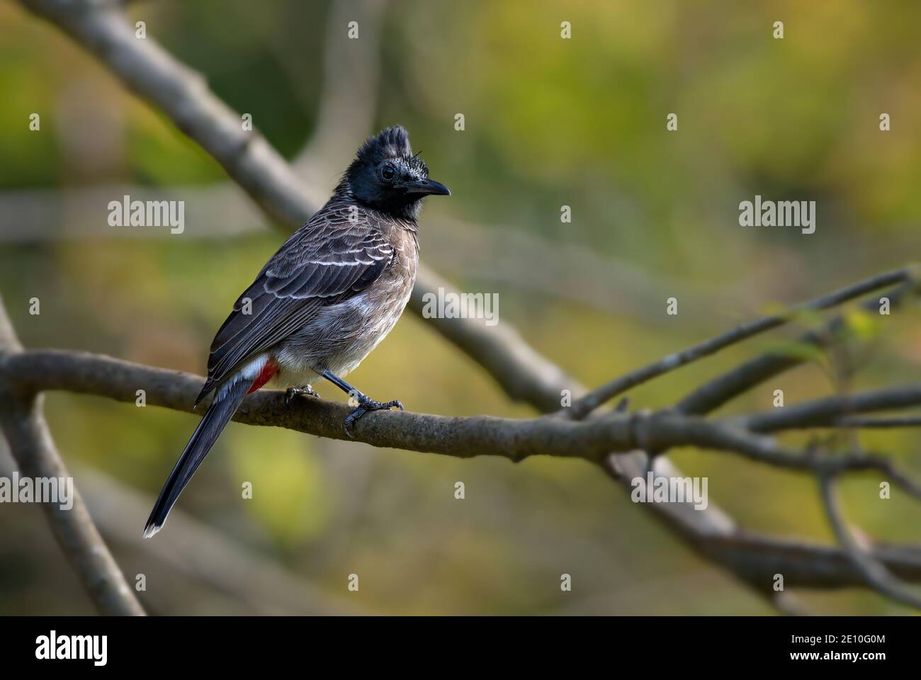 Bahrain and sri lanka hi-res stock photography and images - Alamy