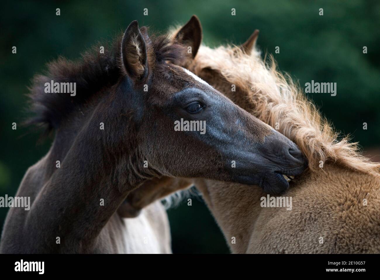 Pferde | Horse Stock Photo - Alamy