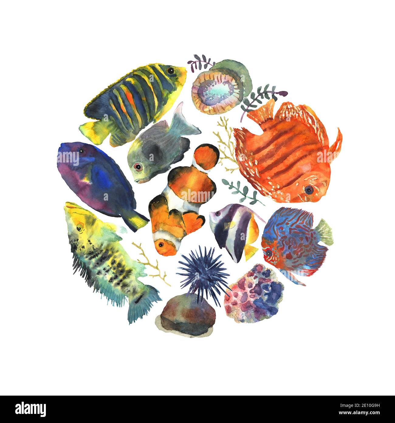 Aquatic underwater seascape Cut Out Stock Images & Pictures - Alamy