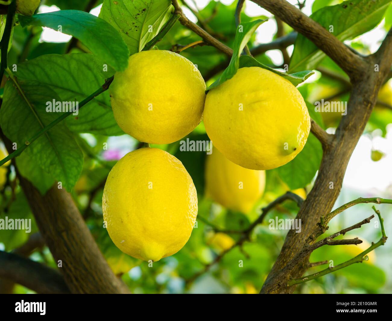 Ripe Lemons Hanging From A Tree Stock Photo - Alamy