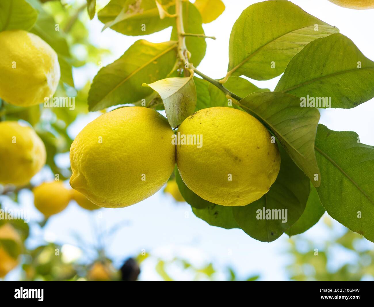 Ripe Lemons Hanging From A Tree Stock Photo - Alamy