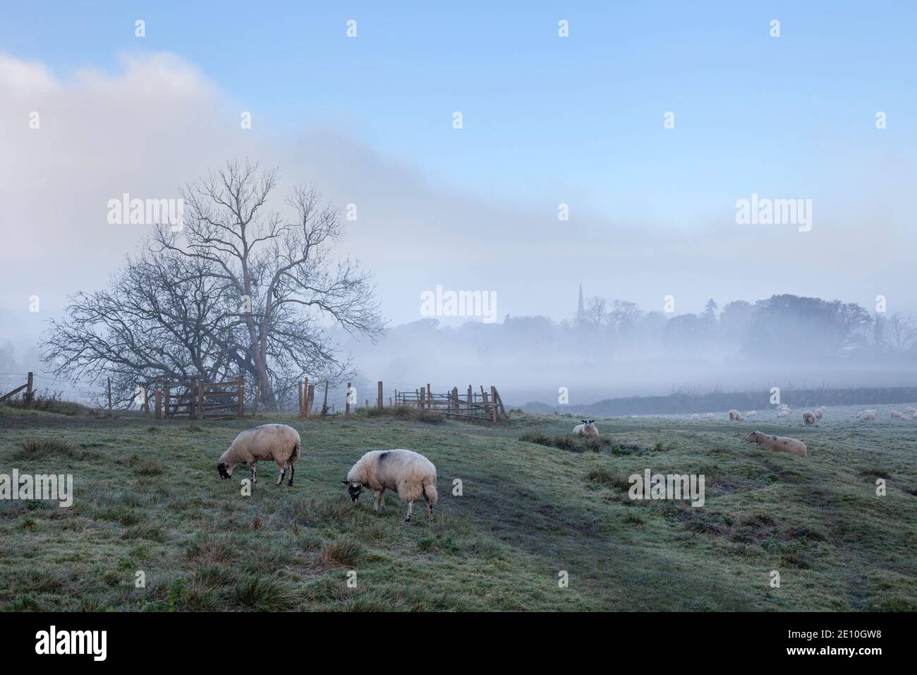 Sheep at Mickleton, Cotswolds, Gloucestershire, England Stock Photo - Alamy