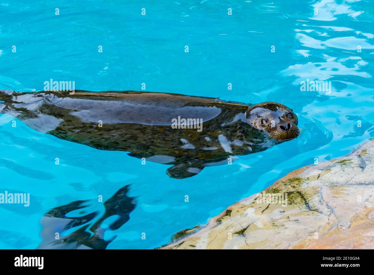 Spotted seal, Phoca largha, swimming on blue pool Stock Photo - Alamy