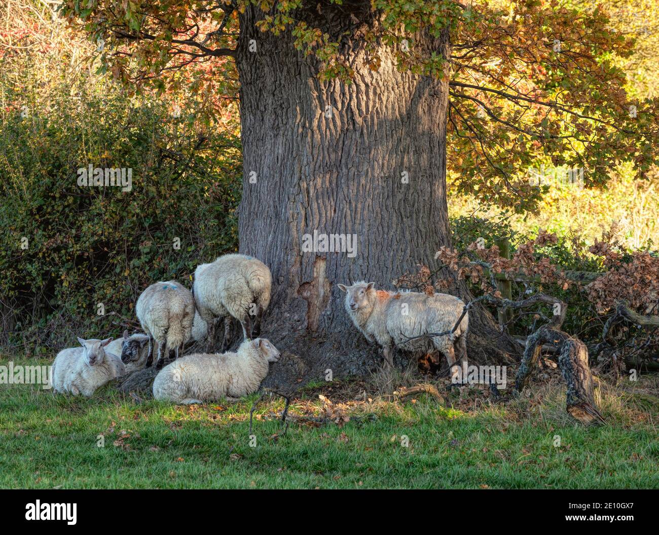 Sheep at Mickleton, Cotswolds, Gloucestershire, England Stock Photo - Alamy