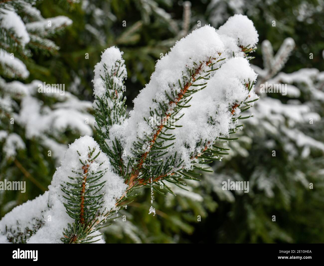 Fir tree covered with snow in winter Stock Photo - Alamy