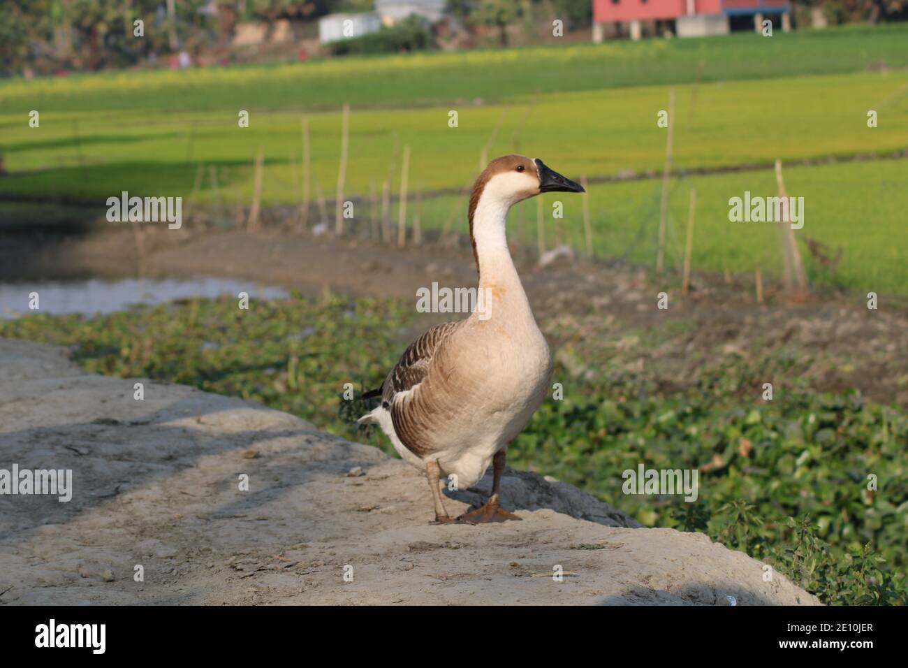 Duck photo capture with natural background - natural photo capture ...