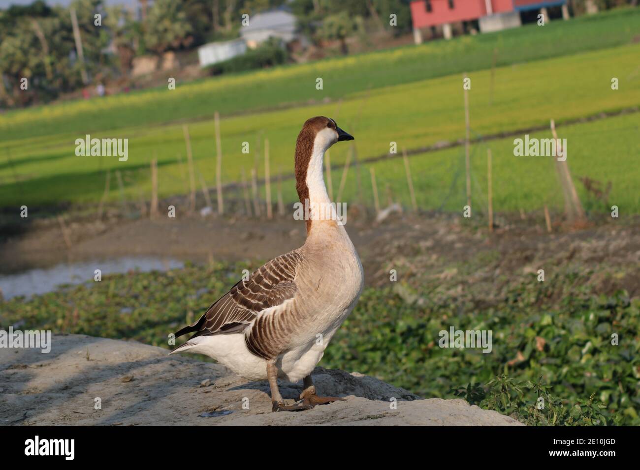 Duck photo capture with natural background - natural photo capture ...