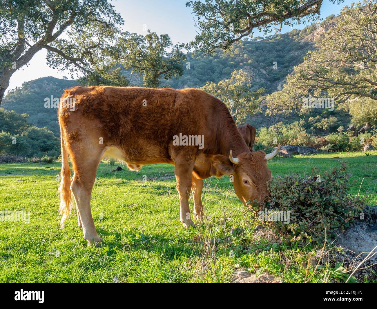 Cattle Of The Breed Retinto Grazing On A Wooded Pasture Stock Photo - Alamy
