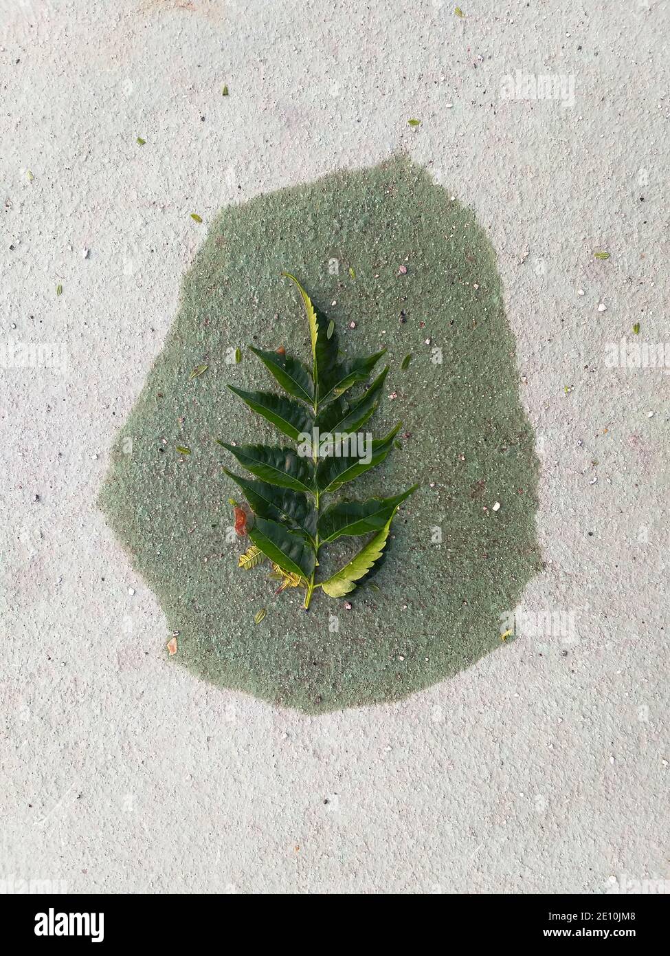 A fallen green leaf forming a wet frame on the ground Stock Photo - Alamy