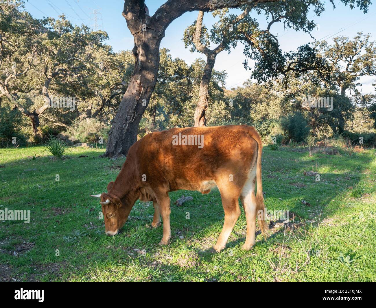 Cattle Of The Breed Retinto Grazing On A Wooded Pasture In Spain Stock ...