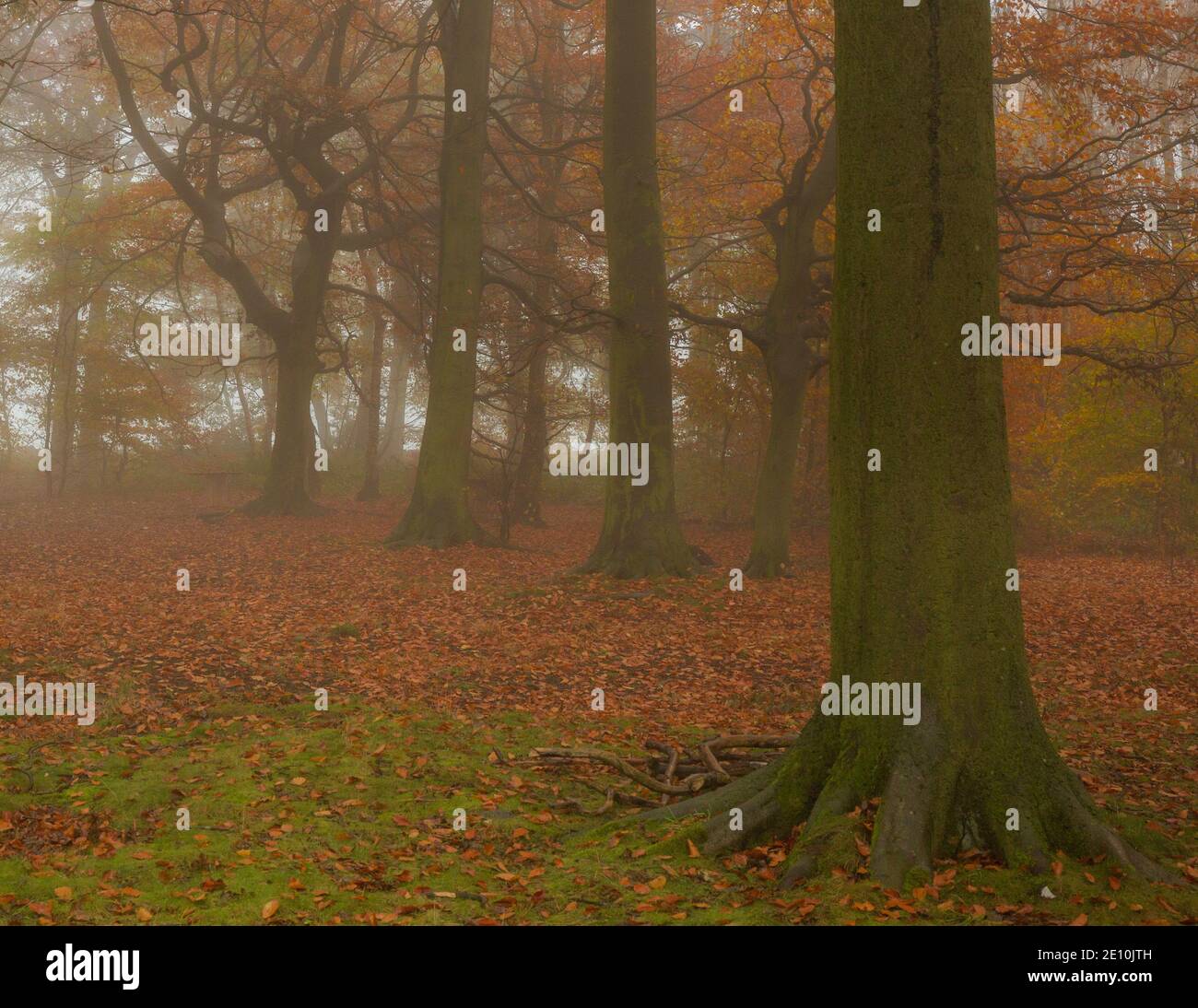 Golden Acre High Resolution Stock Photography and Images - Alamy