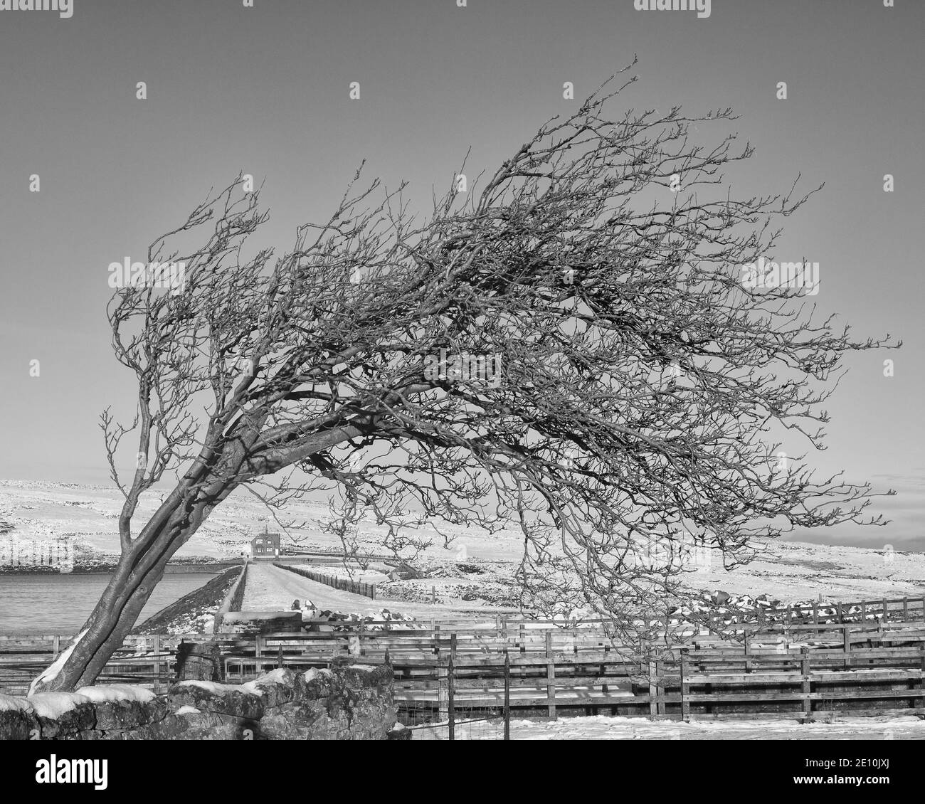 Dam tree Black and White Stock Photos & Images - Alamy