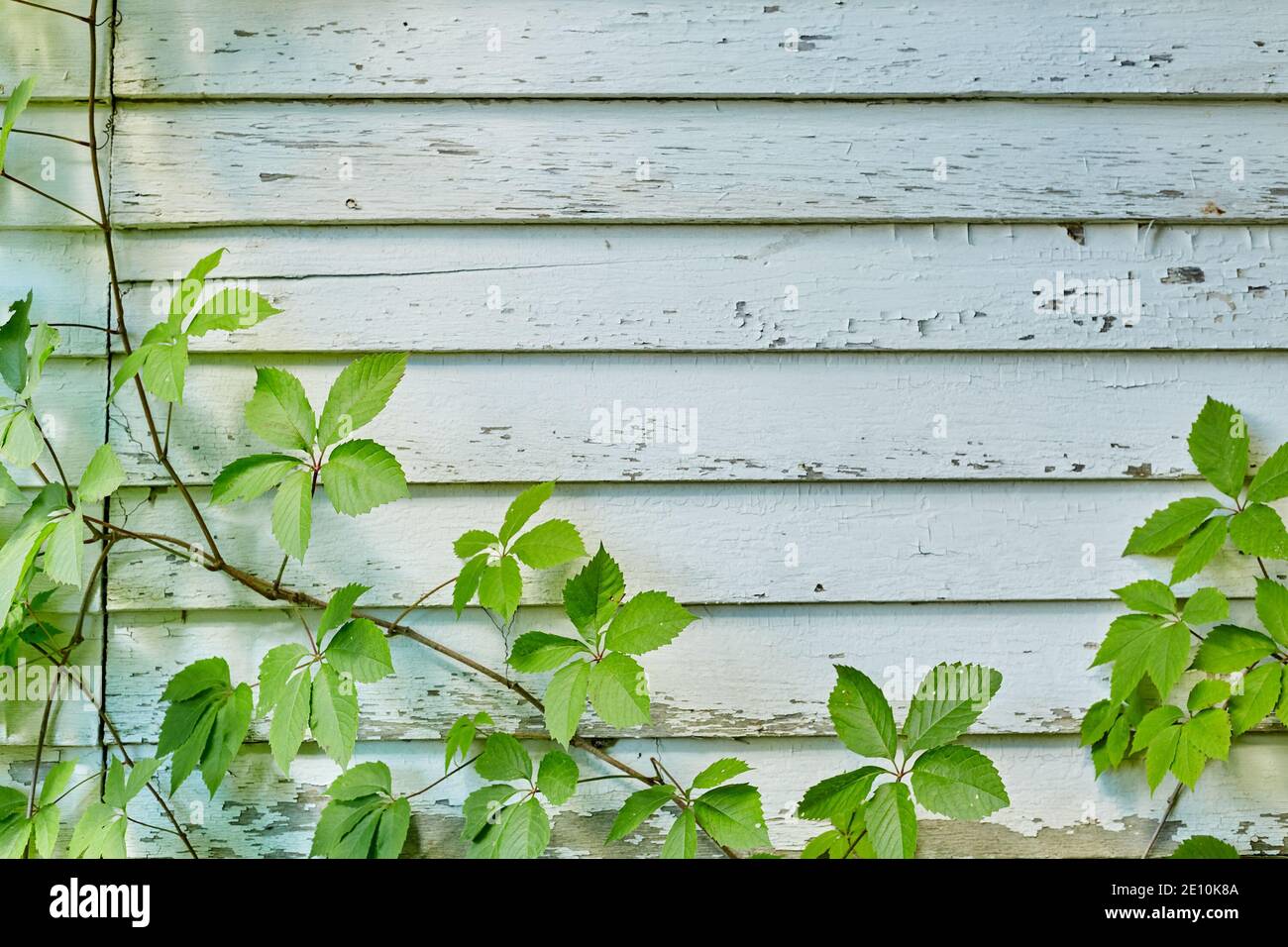 Green Vine on Left and Bottom of Frame in Front of White Exterior Wall ...
