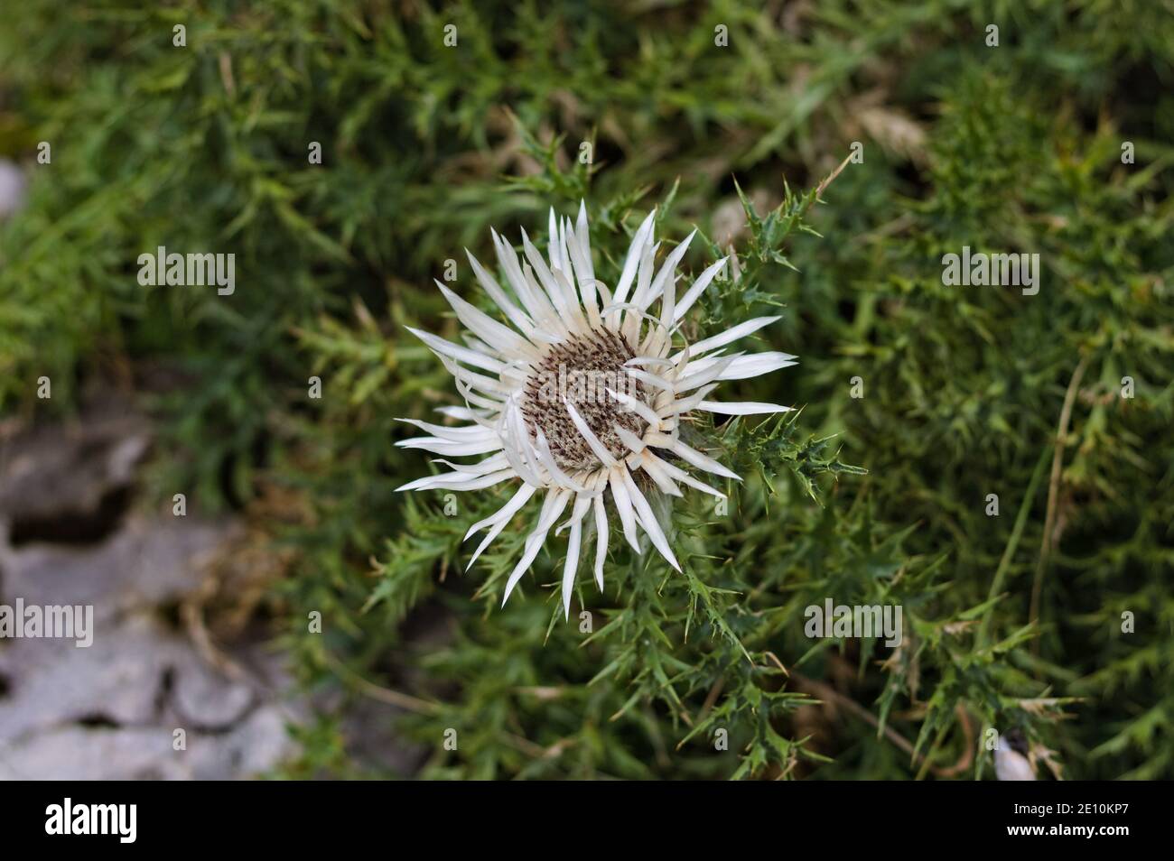 An isolated white asteraceae flower with thorns (Marche, Italy, Europe ...