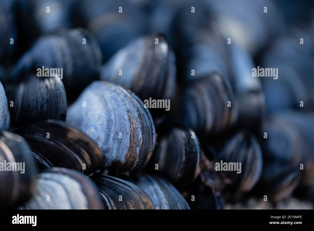 Mussel beds hi-res stock photography and images - Alamy